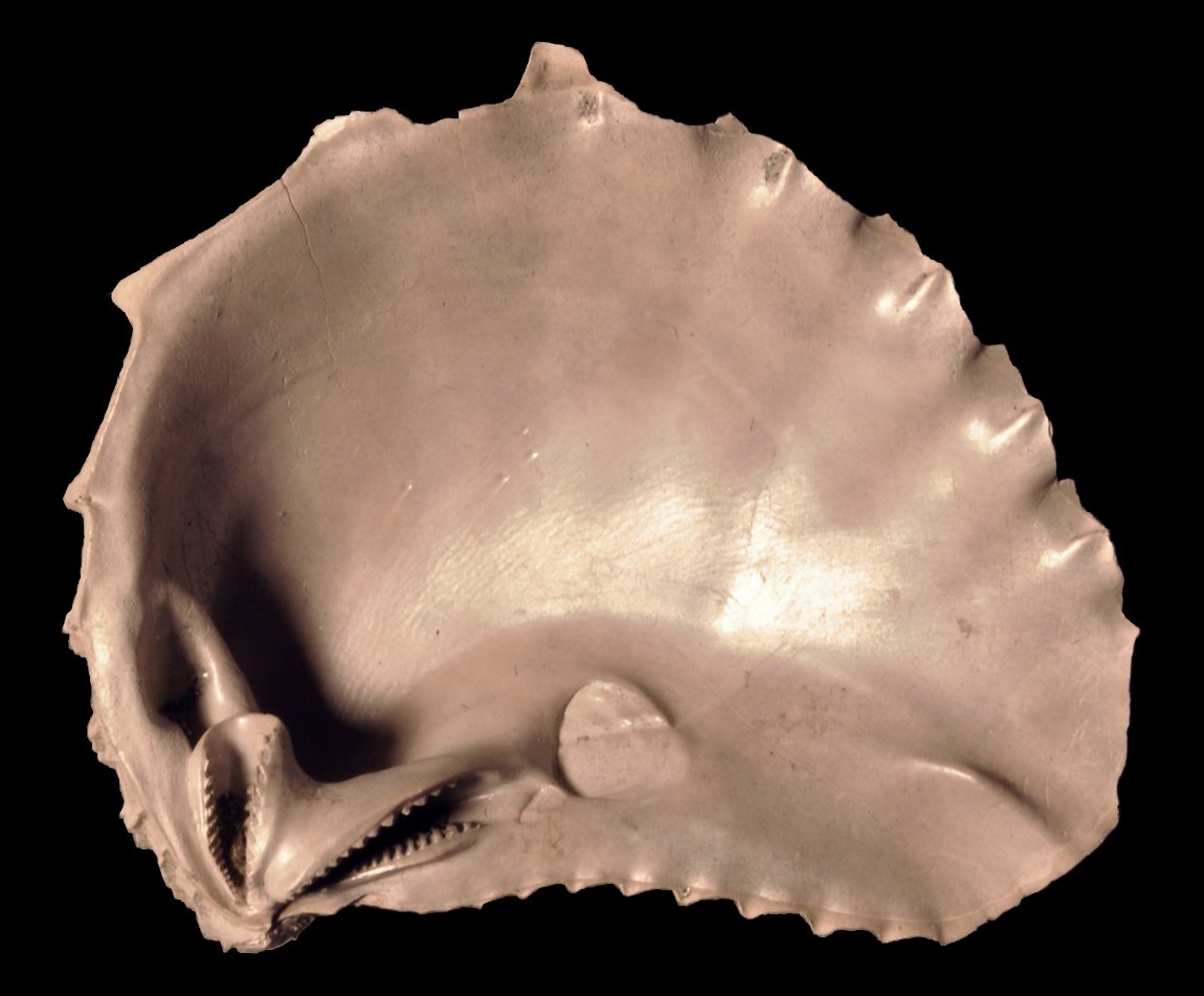 Tennessee Fossils