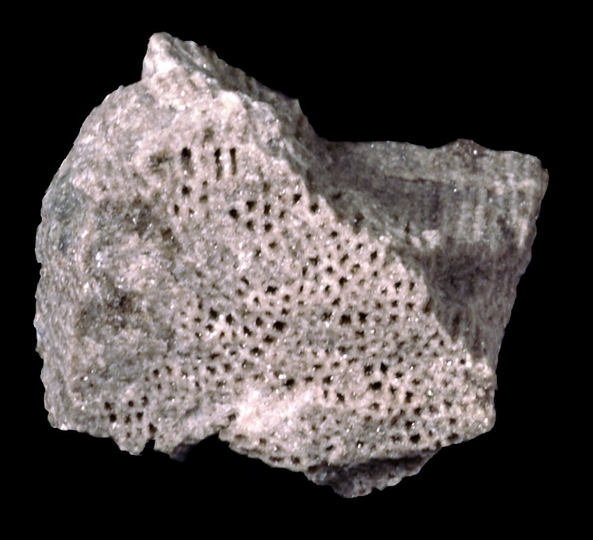 Tennessee Fossils