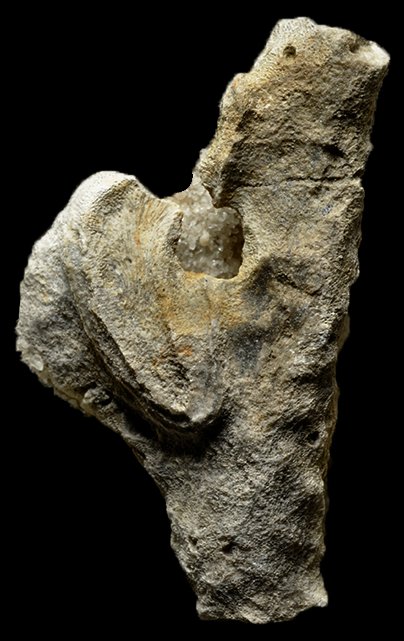 Tennessee Fossils
