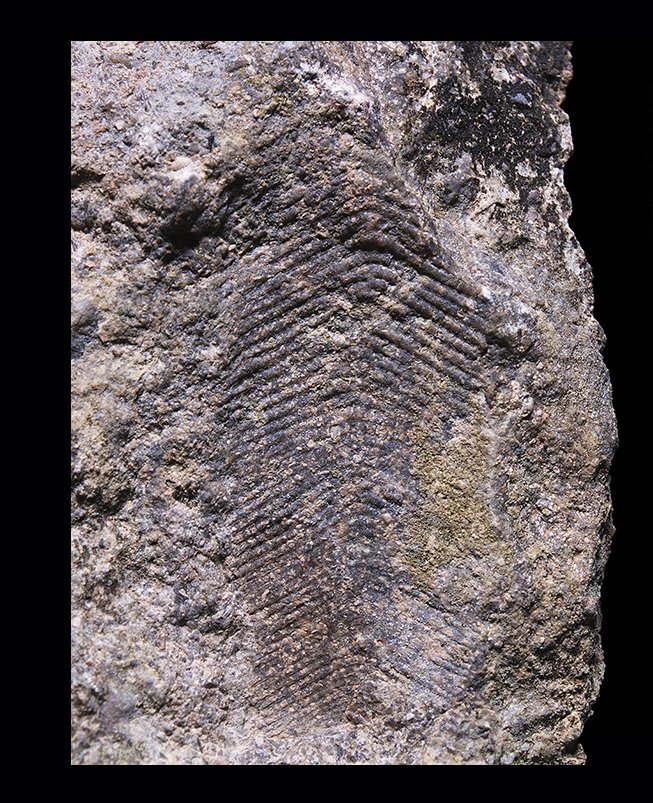 Tennessee Fossils