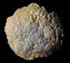 Tennessee Fossils