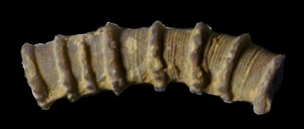 Tennessee Fossils