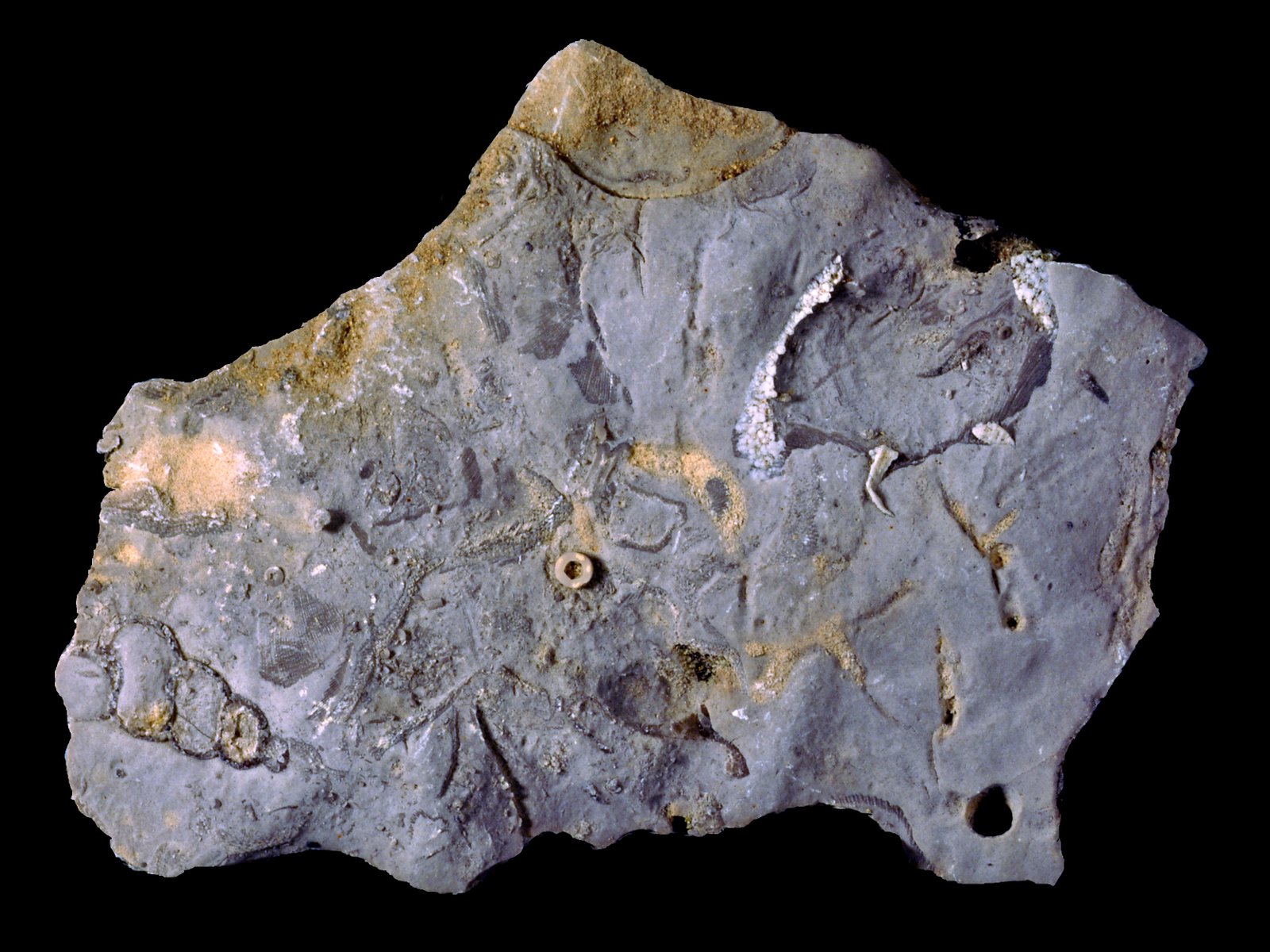 Tennessee Fossils