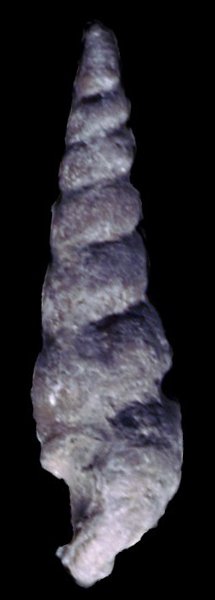 Tennessee Fossils