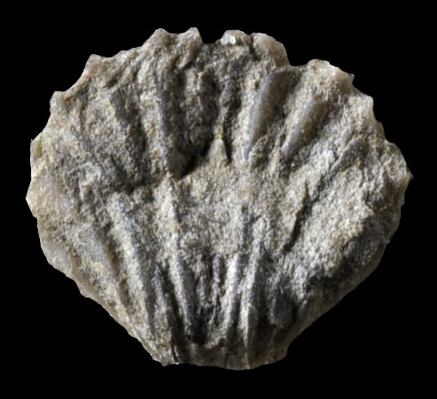 Tennessee Fossils