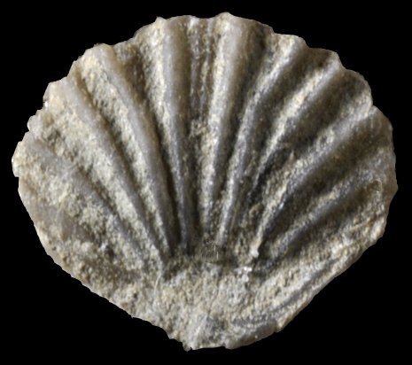 Tennessee Fossils