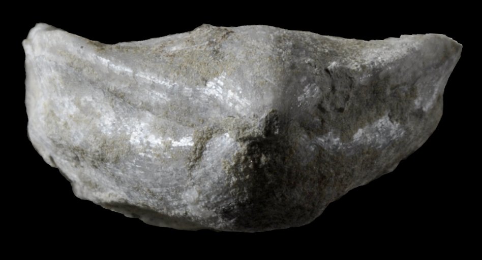 Tennessee Fossils