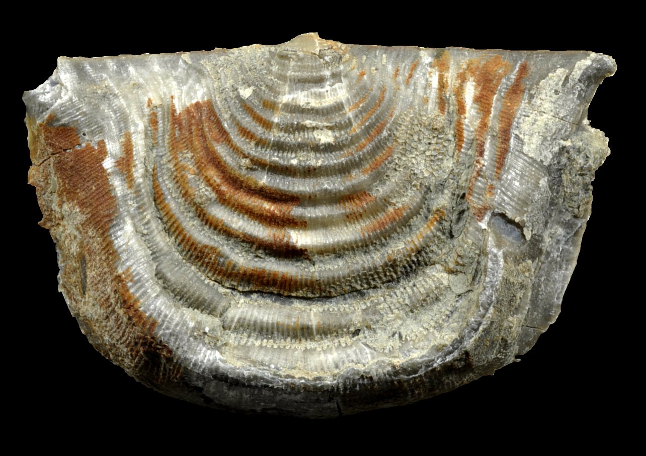Tennessee Fossils