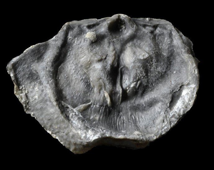Tennessee Fossils