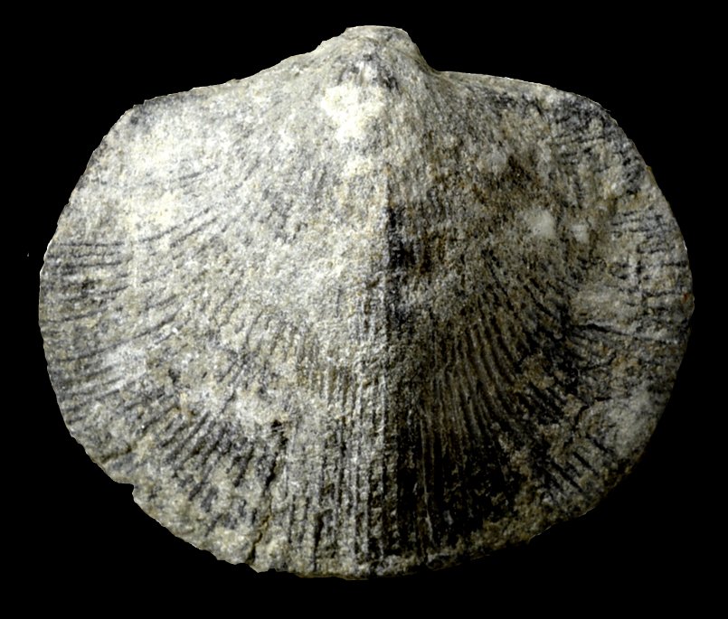 Tennessee Fossils
