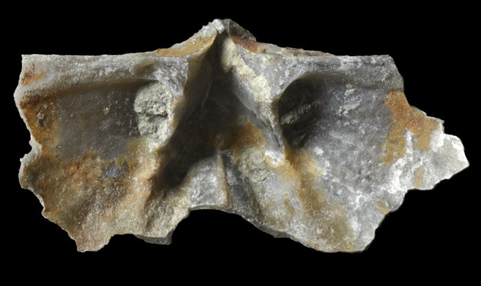 Tennessee Fossils
