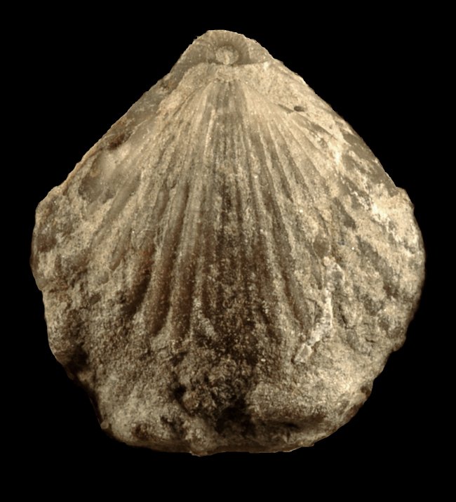 Tennessee Fossils