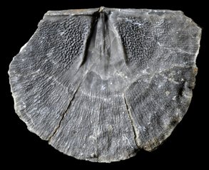 Tennessee Fossils