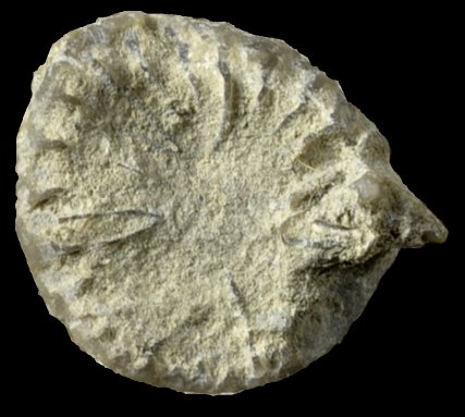 Tennessee Fossils