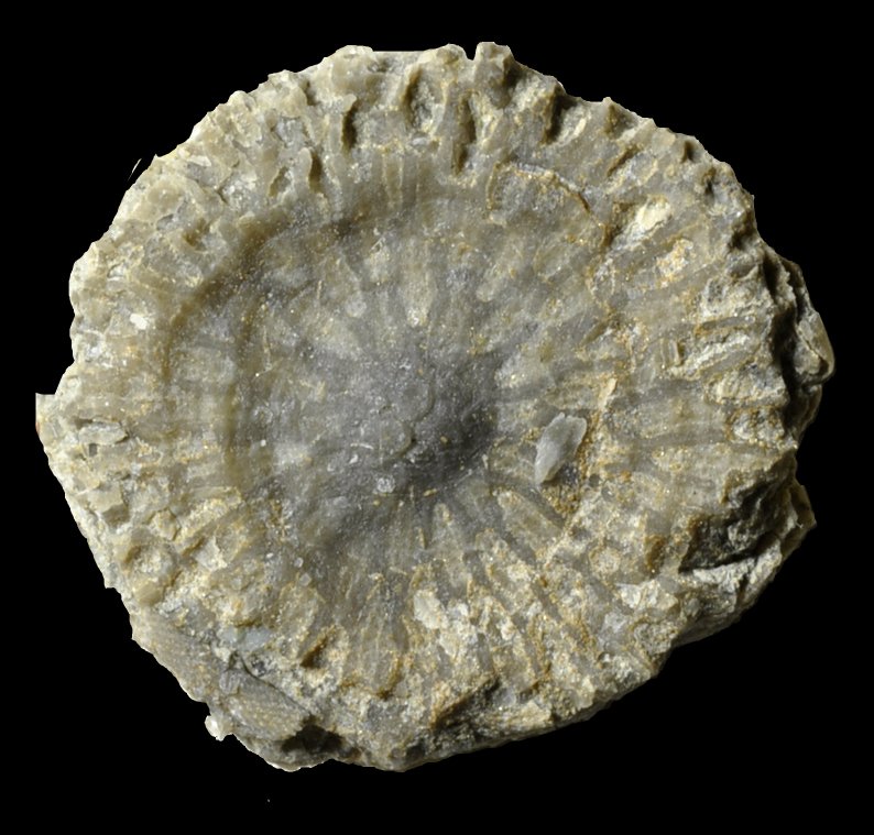 Tennessee Fossils